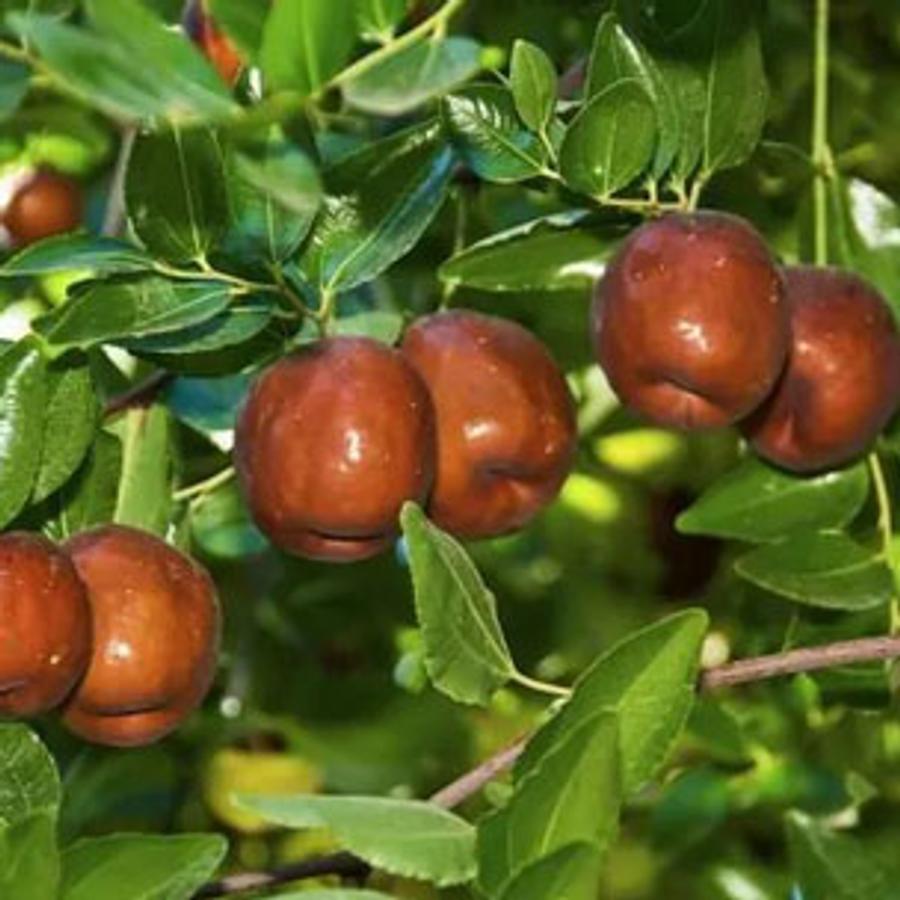 Ziziphus jujuba 'Li' – Kínai datolya