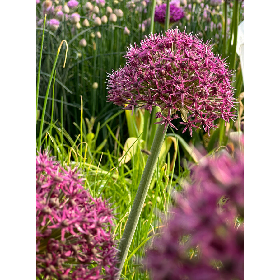 Allium 'Ostara' - Díszhagyma