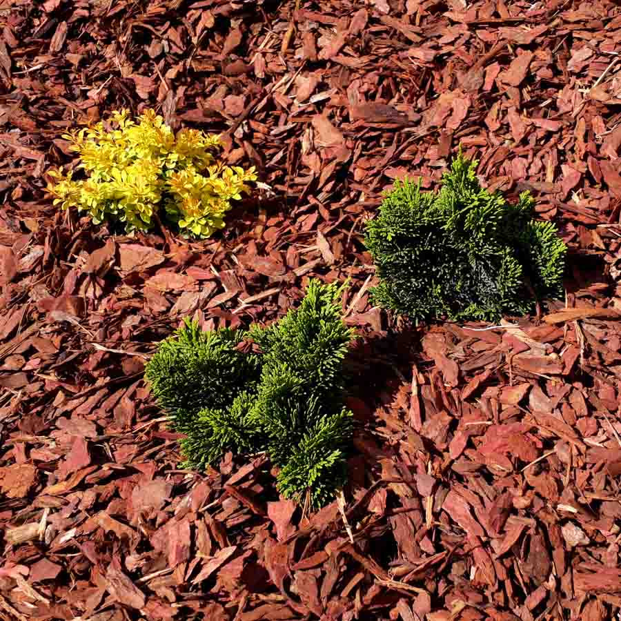 Vörösfenyő kéreg apró szemű (0,5-2 cm)