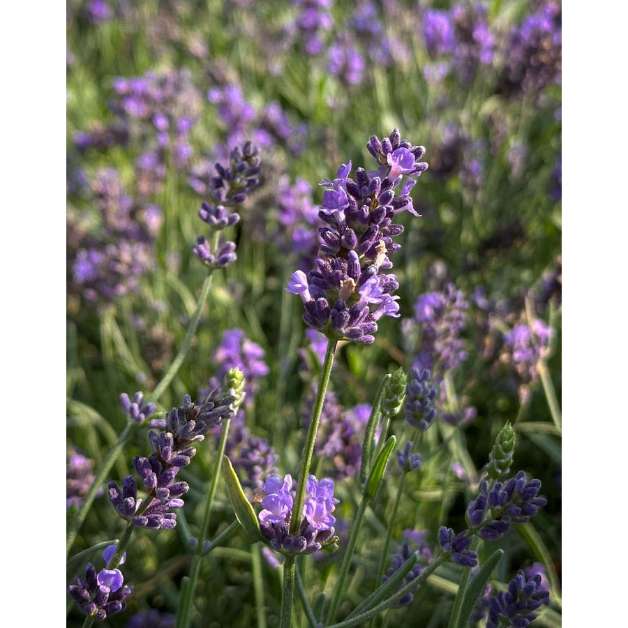 Lavandula angustifolia 'Essence Purple' - Angol vagy közönséges levendula