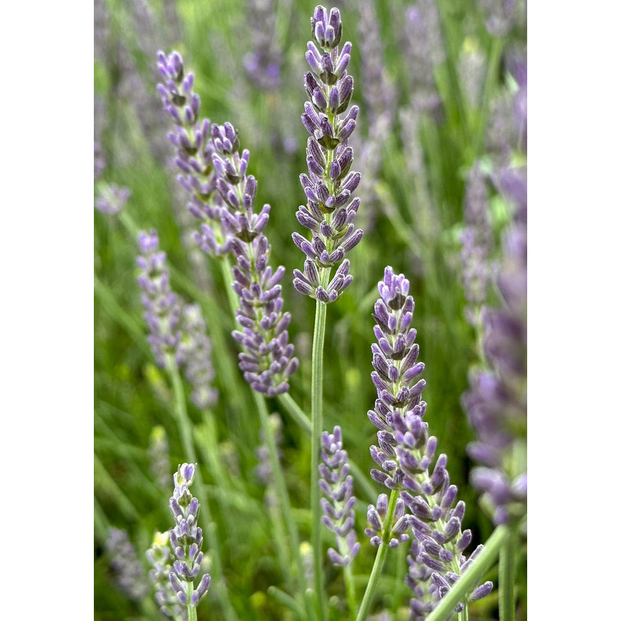 Lavandula x intermedia 'Phenomenal' - Liláskék provánszi levendula