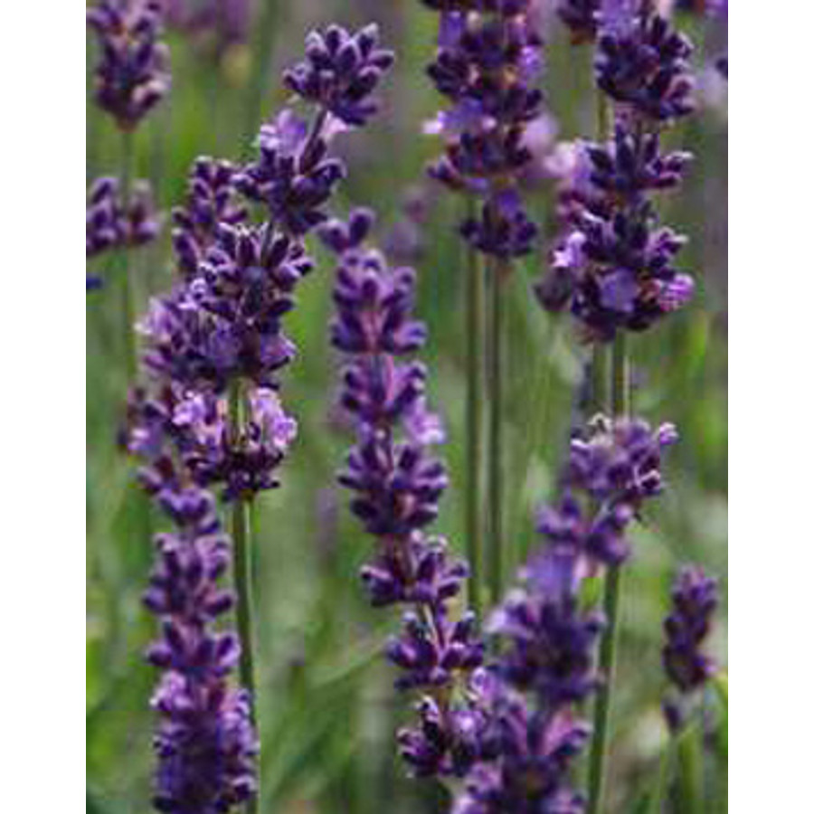 Lavandula x intermedia 'Phenomenal' - Liláskék provánszi levendula