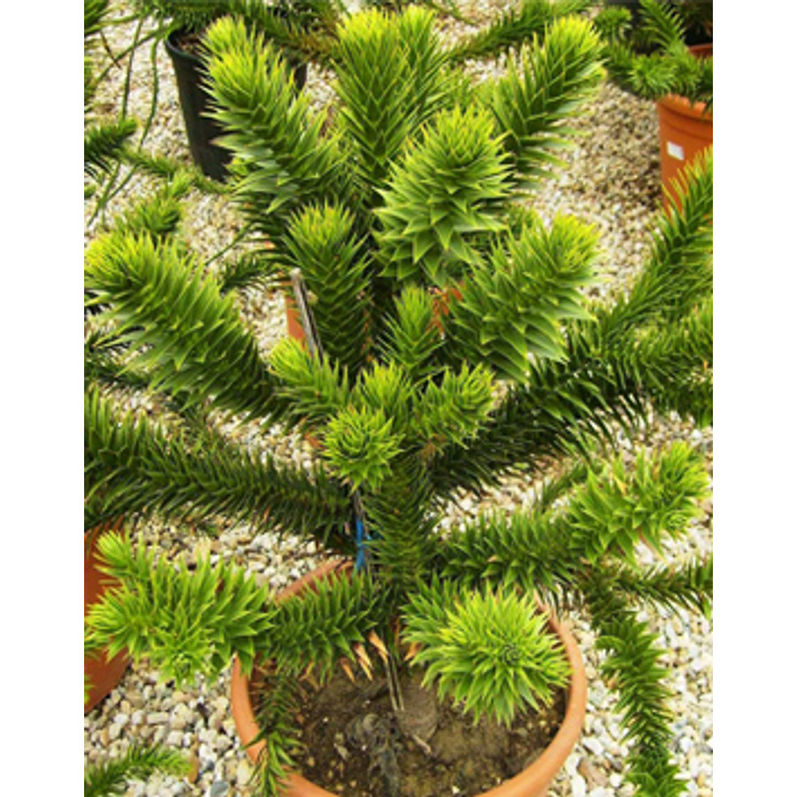 Araucaria araucana - Chilei araukária