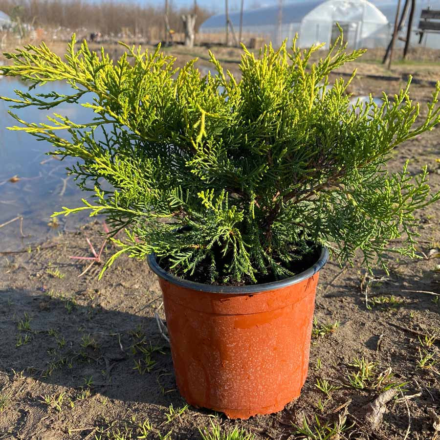 Juniperus chinensis 'Armstrong Gold' – Kínai boróka