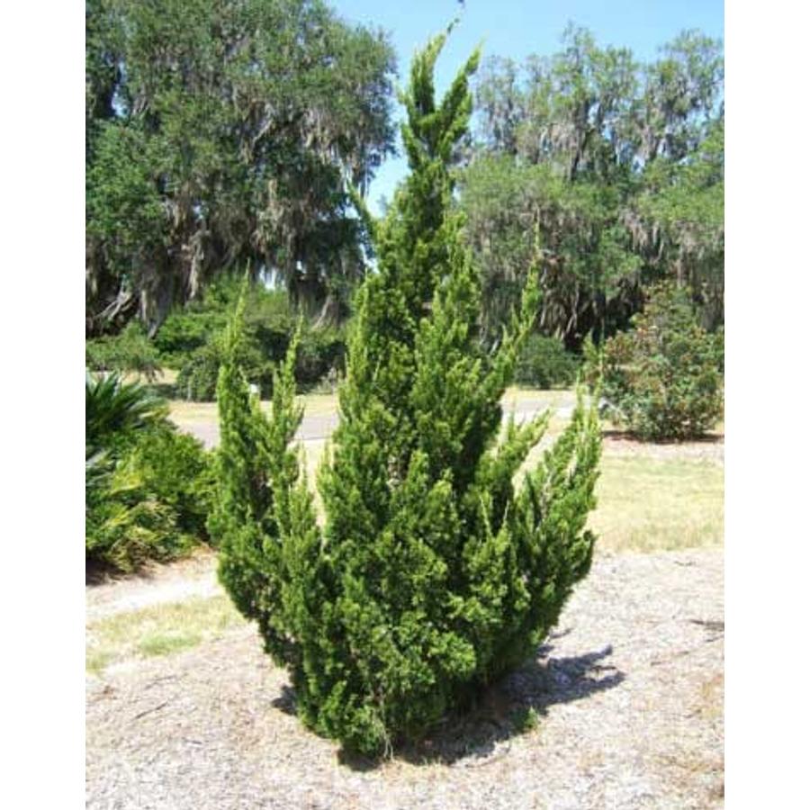 Juniperus chinensis 'Kaizuka' – Kínai boróka