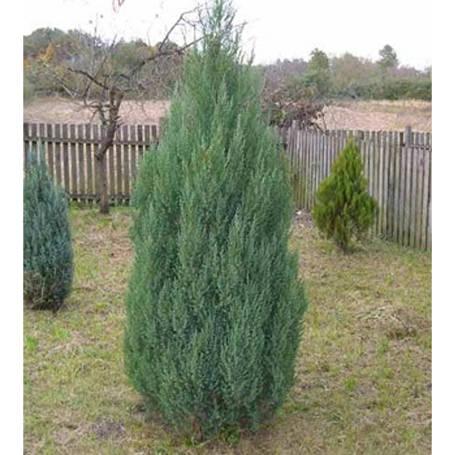 Juniperus chinensis 'Stricta' - Kínai boróka