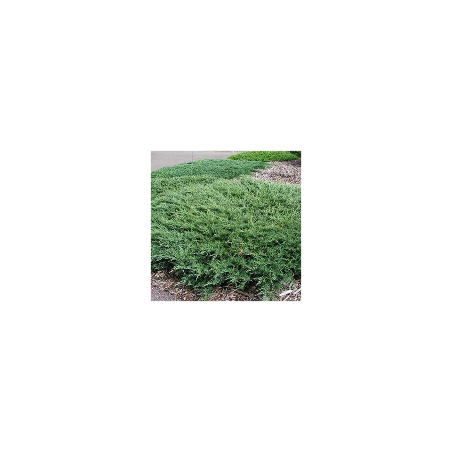 Juniperus horizontalis 'Andorra Compacta' – Terülő henyeboróka