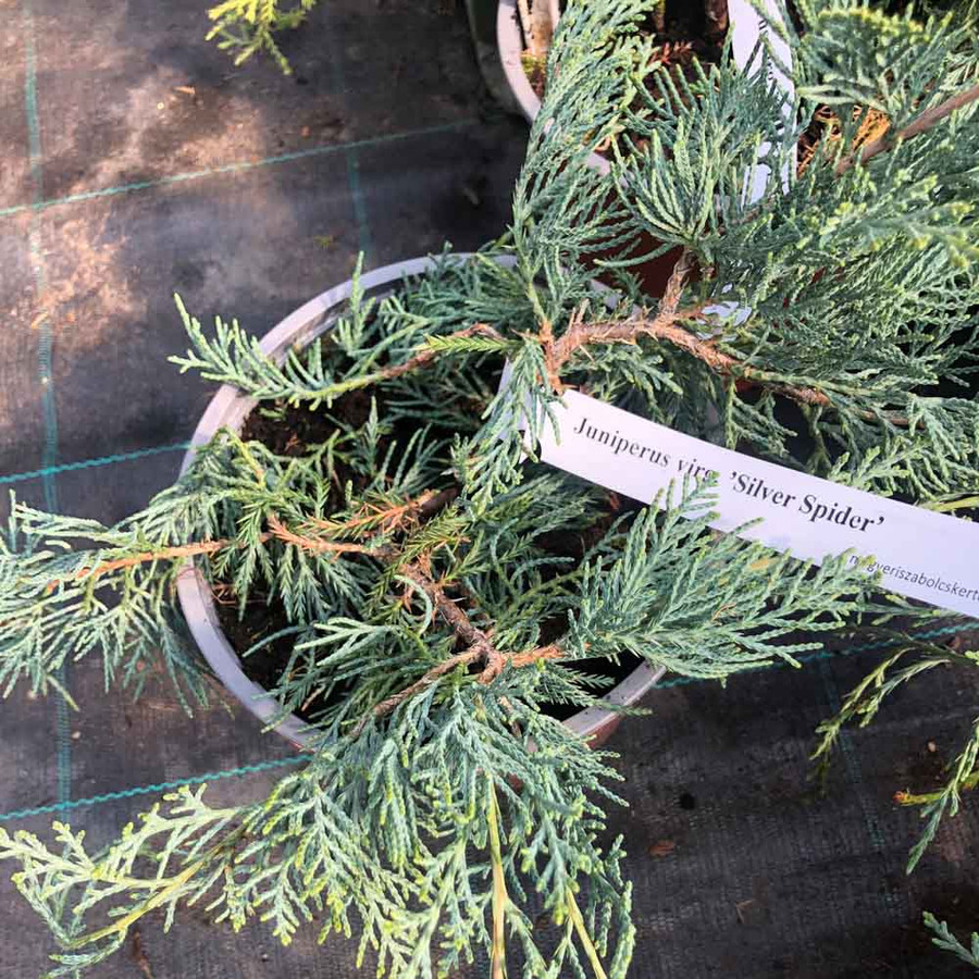 Juniperus virginiana 'Silver Spider' – Virginiai boróka