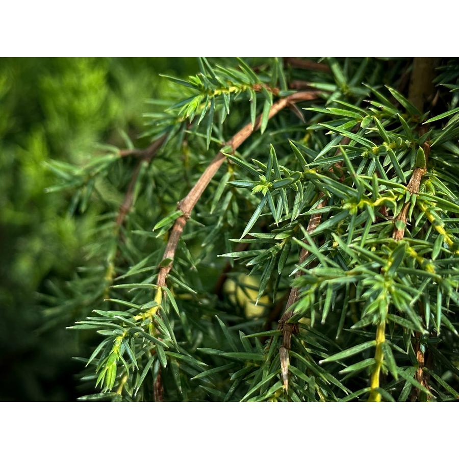 Juniperus communis 'Horstmann' – Közönséges boróka