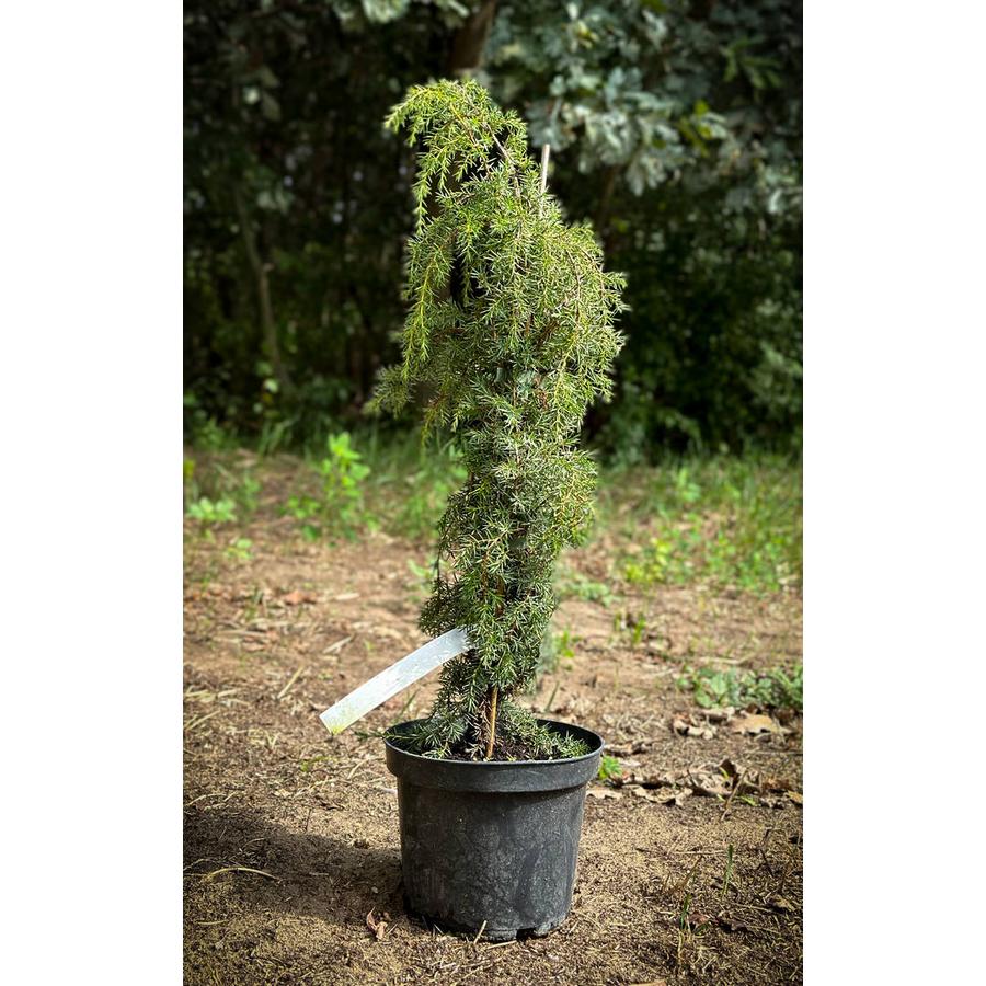 Juniperus communis 'Horstmann' – Közönséges boróka