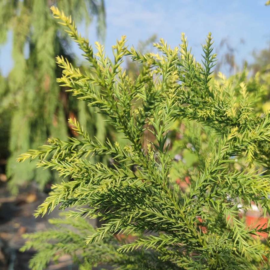 Cryptomeria japonica 'Hungarian Gold' – Japán ciprus