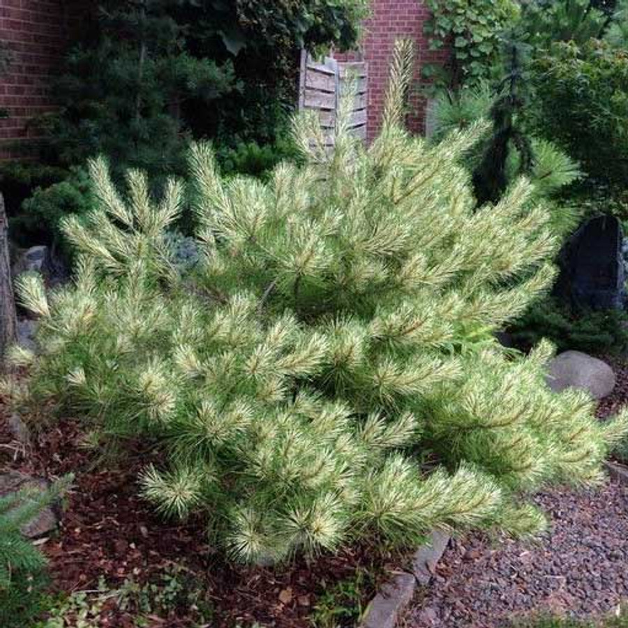 Pinus densiflora 'Burke's Red Variegated' – Japán erdeifenyő