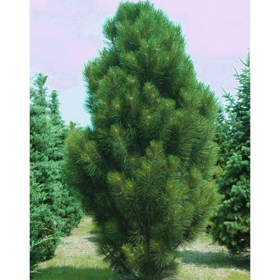 Pinus nigra 'Pyramidalis' – Oszlopos feketefenyő