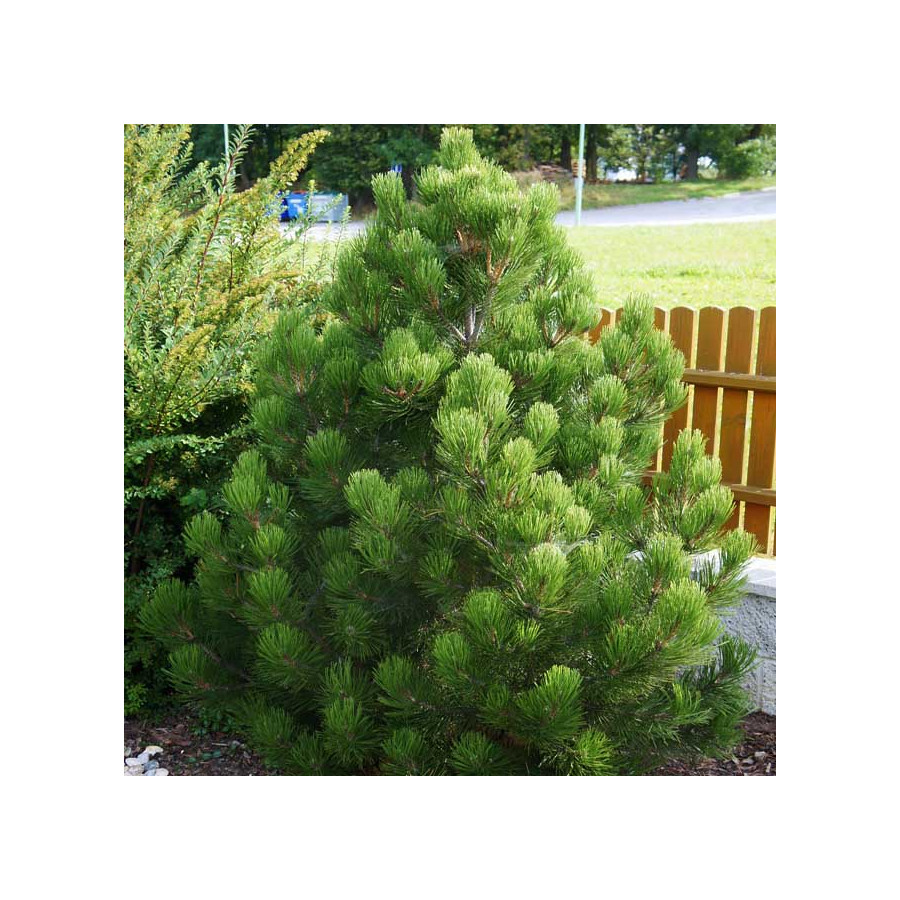 Pinus heldreichii 'Malinki' – Balkáni páncélfenyő