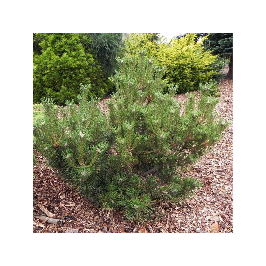 Pinus resinosa 'Nana' – Törpe vörös hosszútűs fenyő