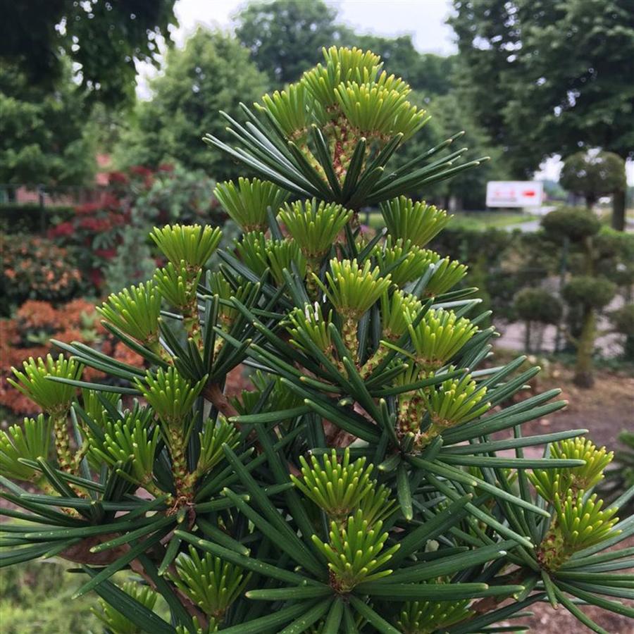 Sciadopitys verticillata 'Green Diamond'® – Japán ernyőfenyő