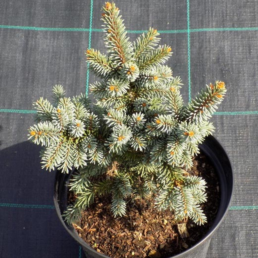 Picea abies 'Kámon' – Lucfenyő