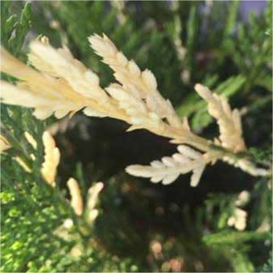 Cupressocyparis leylandii 'Variegata' – Leylandi ciprus