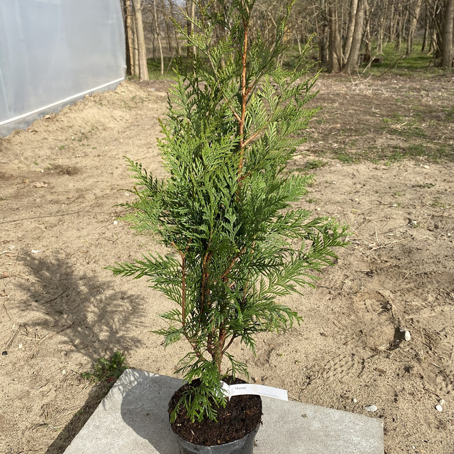 Thuja plicata 'Martin' – Tuja