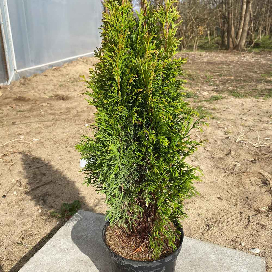 Thuja occidentalis 'Green Diamond' – Törpe, oszlopos nyugati tuja