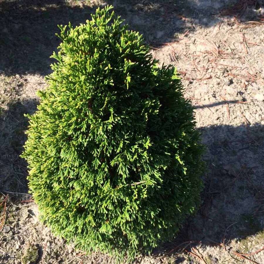 Thuja occidentalis 'Maks' – Nyugati tuja