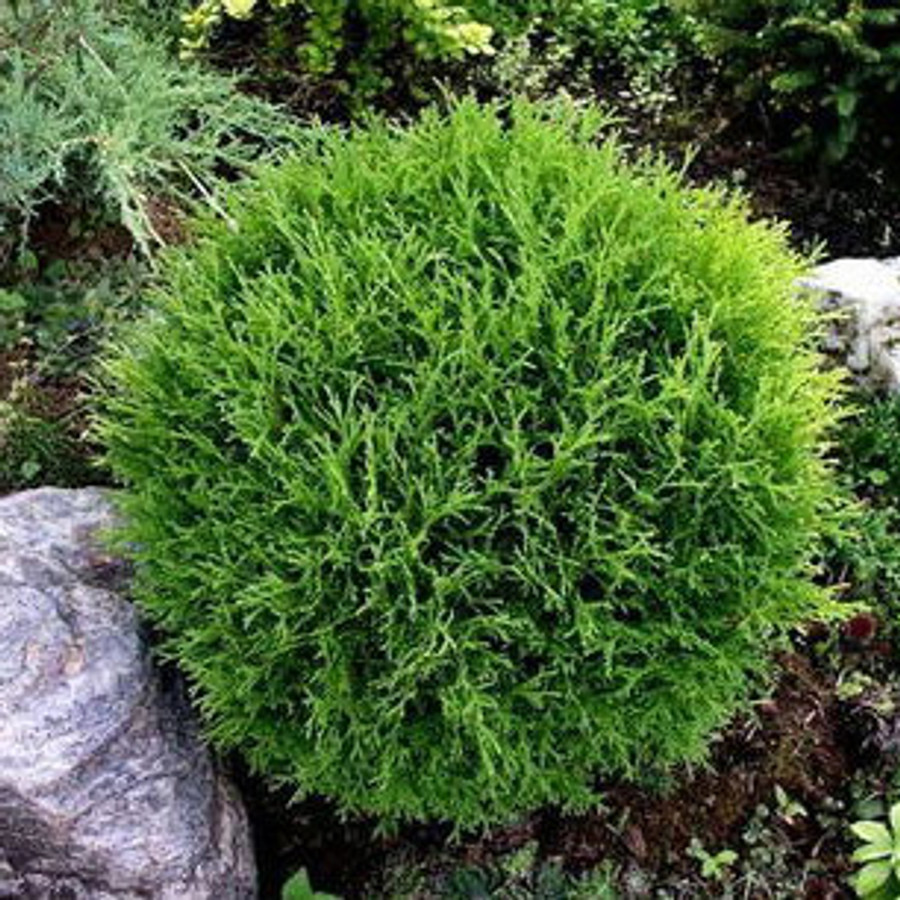 Thuja occidentalis 'Tiny Tim' – Nyugati tuja