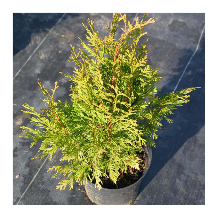 Thuja plicata 'Kórnik' – Sárgás hajtásvégű tuja